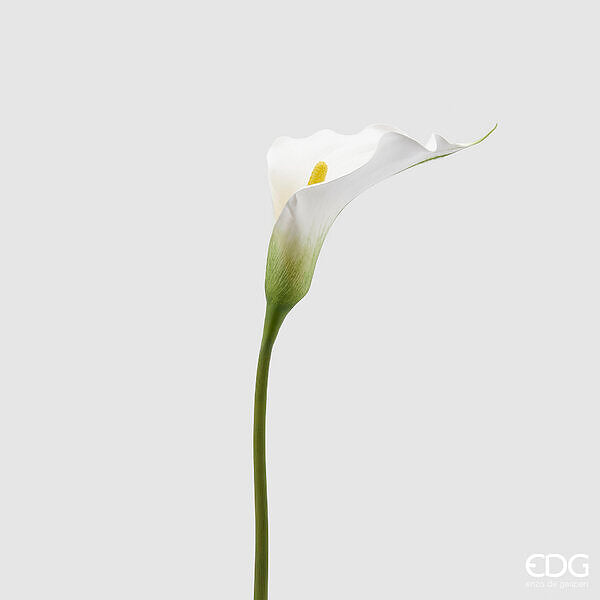 EDG Enzo De Gasperi Calla Ramo H.80 C4 White – L'Arcolaio